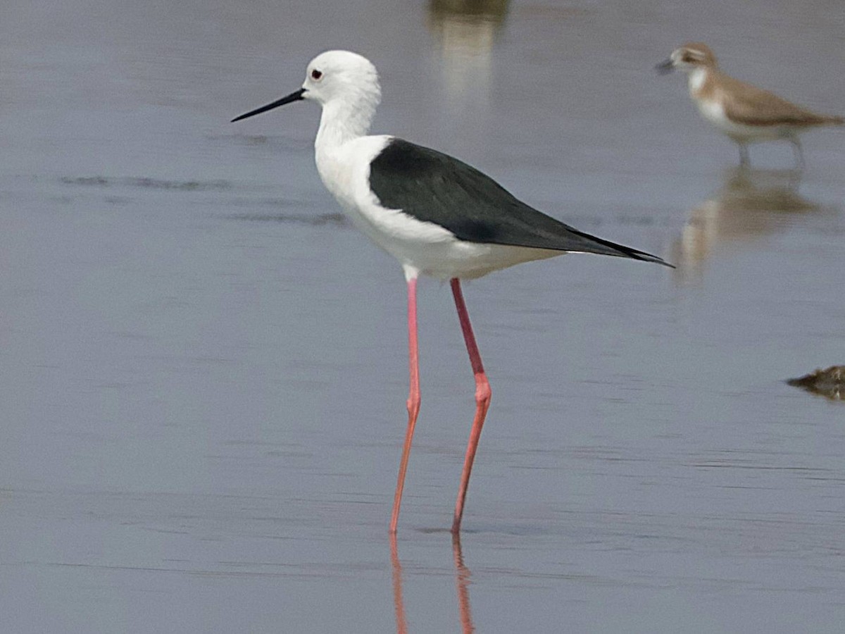 eBird Checklist - 12 Jan 2024 - Khok Kham--Bird Center vicinity - 19 ...