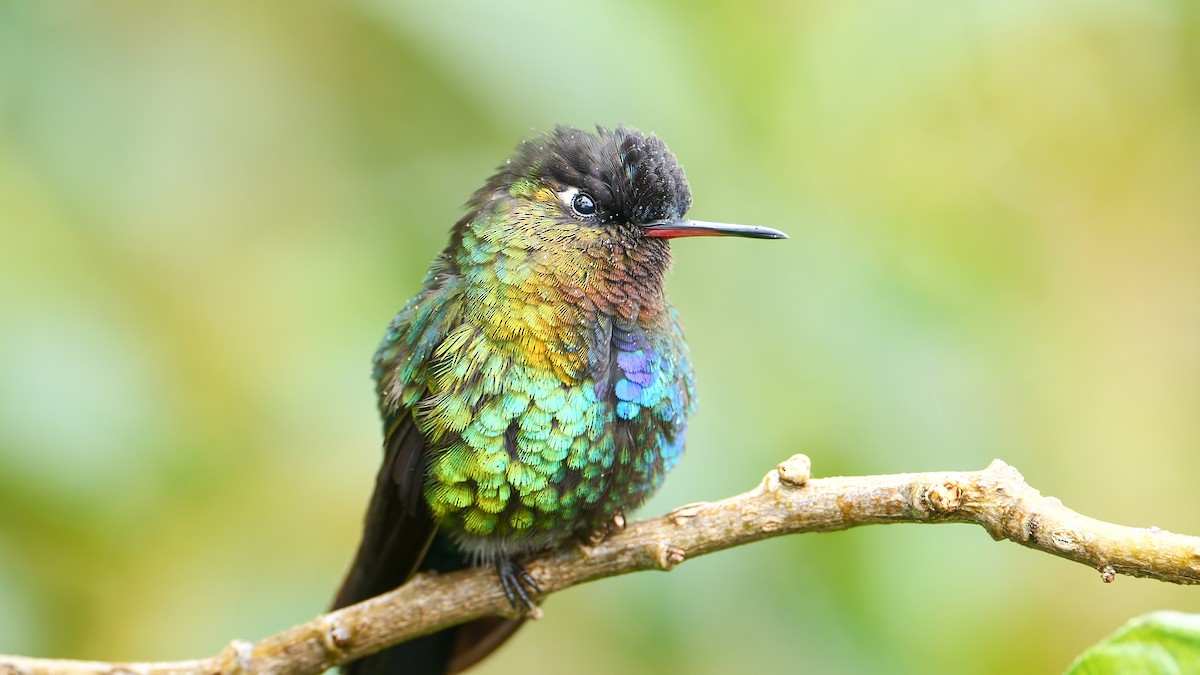 ML613511742 - Fiery-throated Hummingbird - Macaulay Library