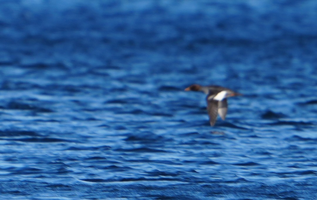 eBird Checklist - 14 Jan 2024 - Mashpee Pond--Attaquin Park - 13 ...