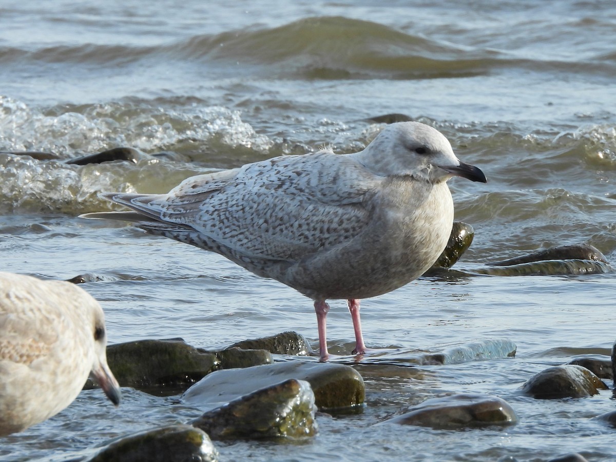 eBird Checklist - 14 Jan 2024 - Oakville--Bronte Harbour - 16 species