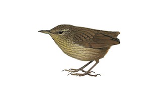 Stephens Island Wren - Traversia lyalli - Birds of the World