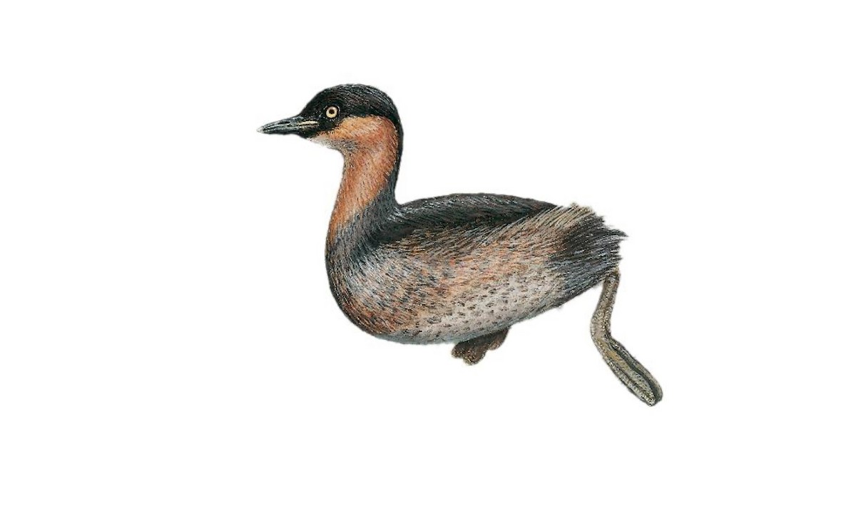 Alaotra Grebe - Tachybaptus rufolavatus - Birds of the World