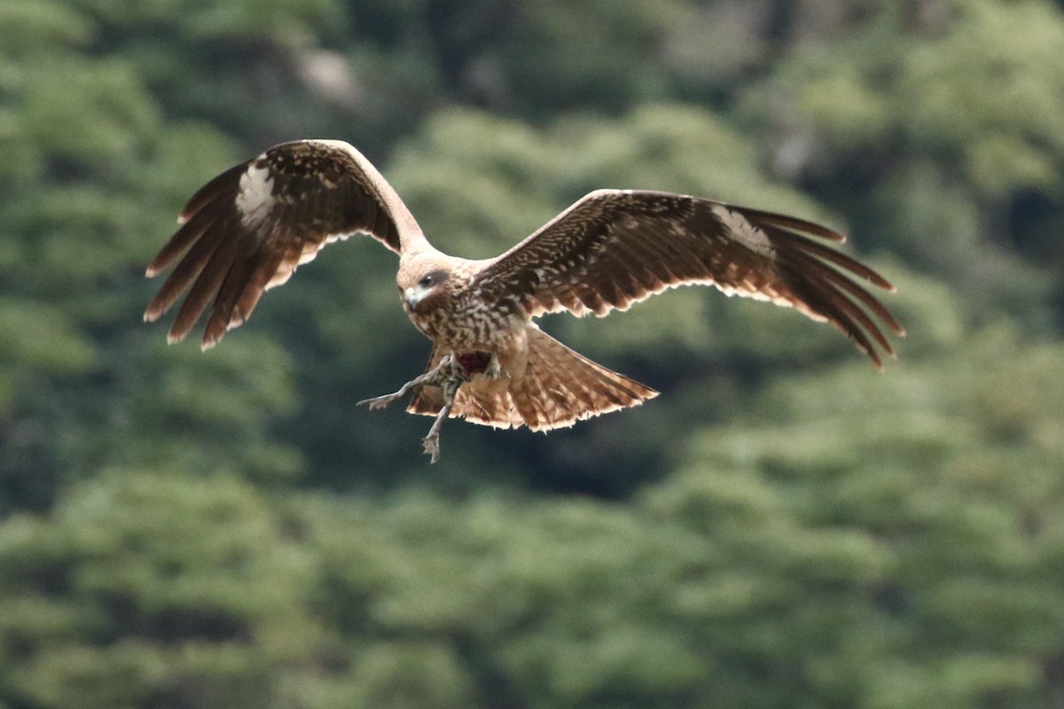 eBird Checklist - 6 Jan 2024 - 三宅島--大路池 (Miyakejima--Tairo-ike) - 21 ...