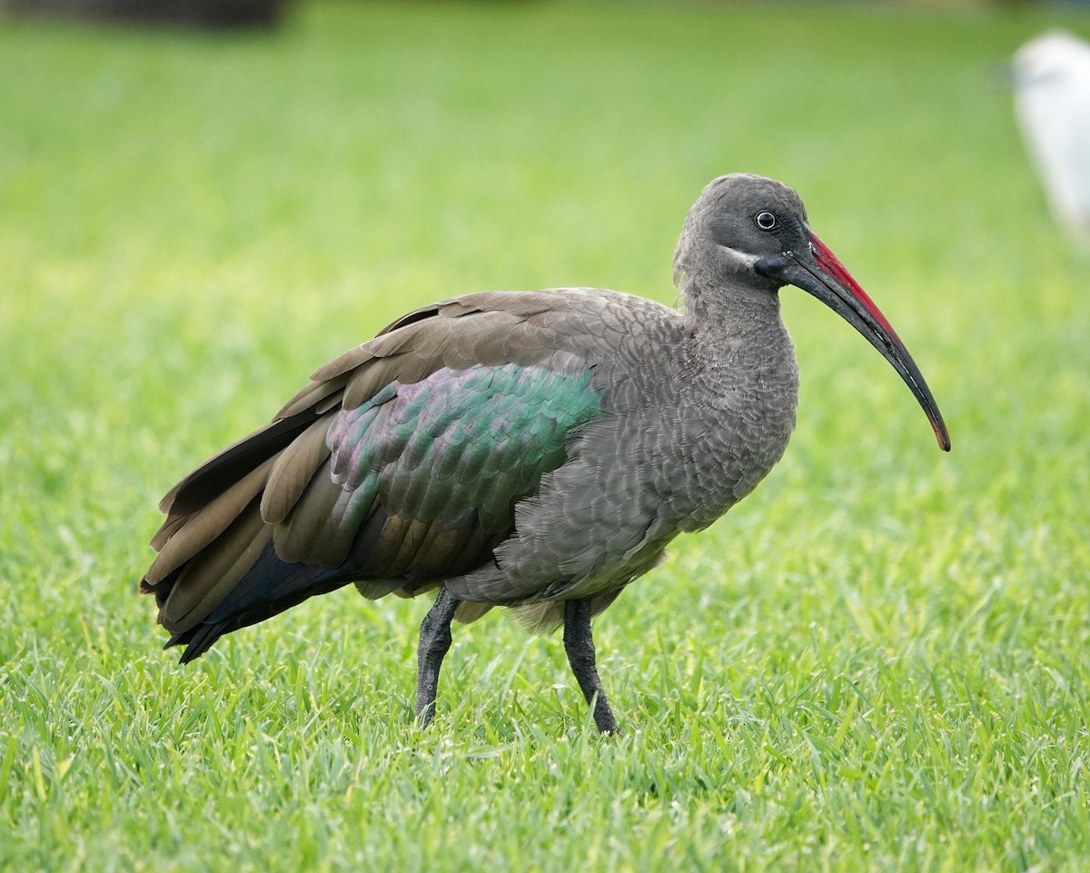 ML613577757 - Hadada Ibis - Macaulay Library