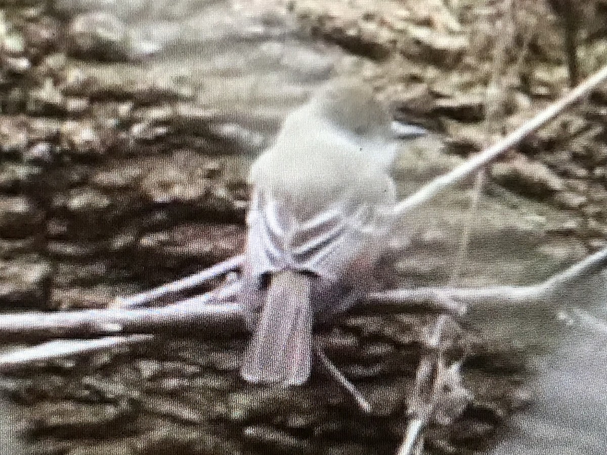 eBird Checklist - 15 Jan 2024 - John Heinz National Wildlife Refuge at Tinicum, Sharon Hill US ...