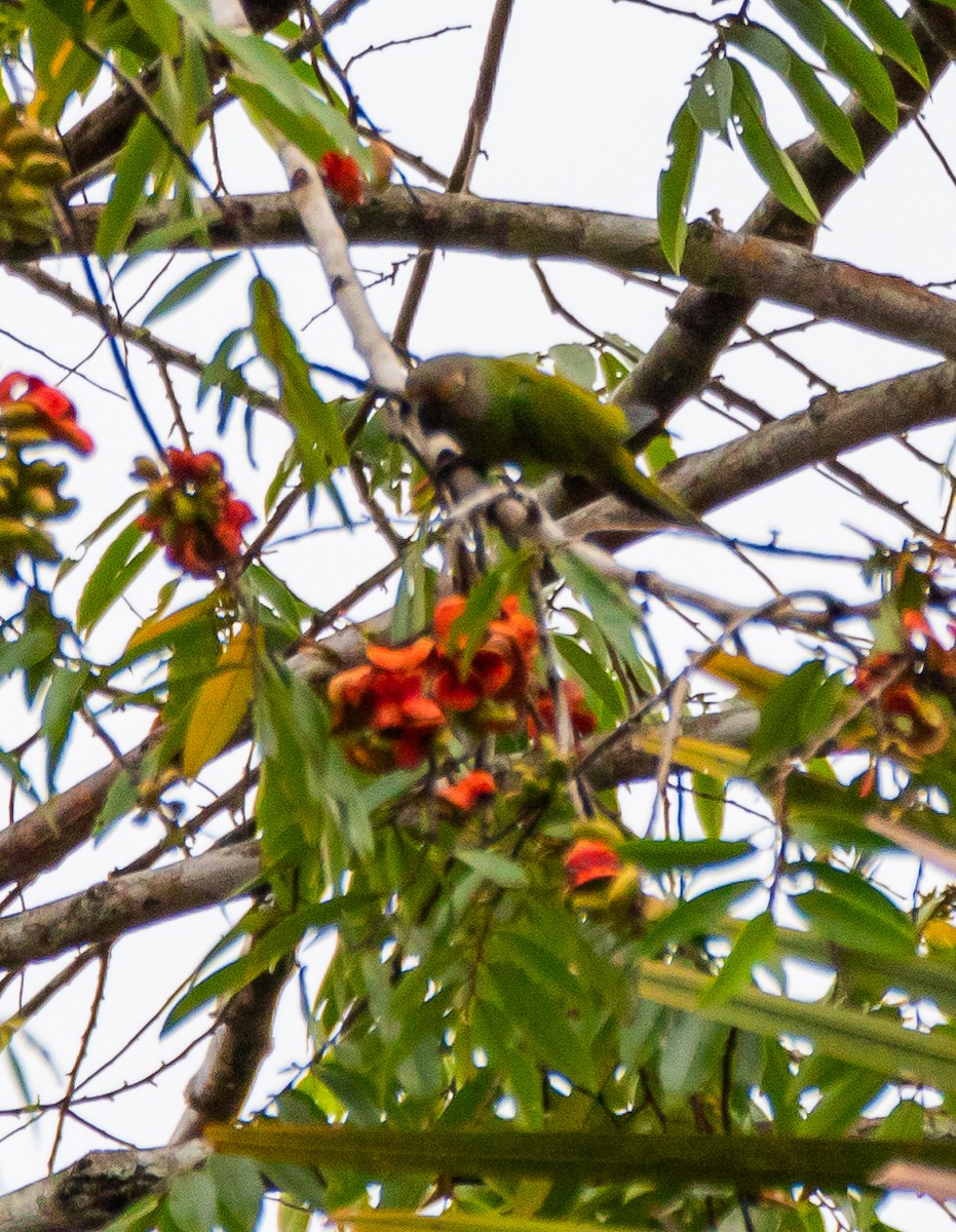 ML613583357 - Dusky-headed Parakeet - Macaulay Library