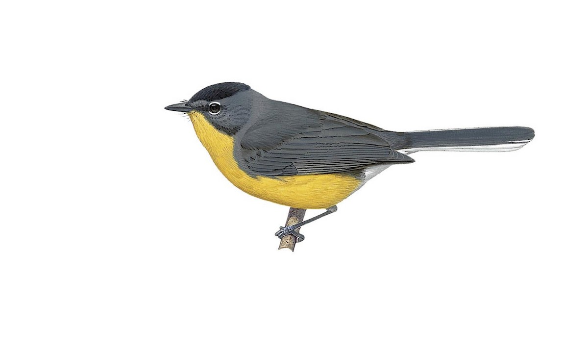 Saffron-breasted Redstart - Myioborus cardonai - Birds of the World