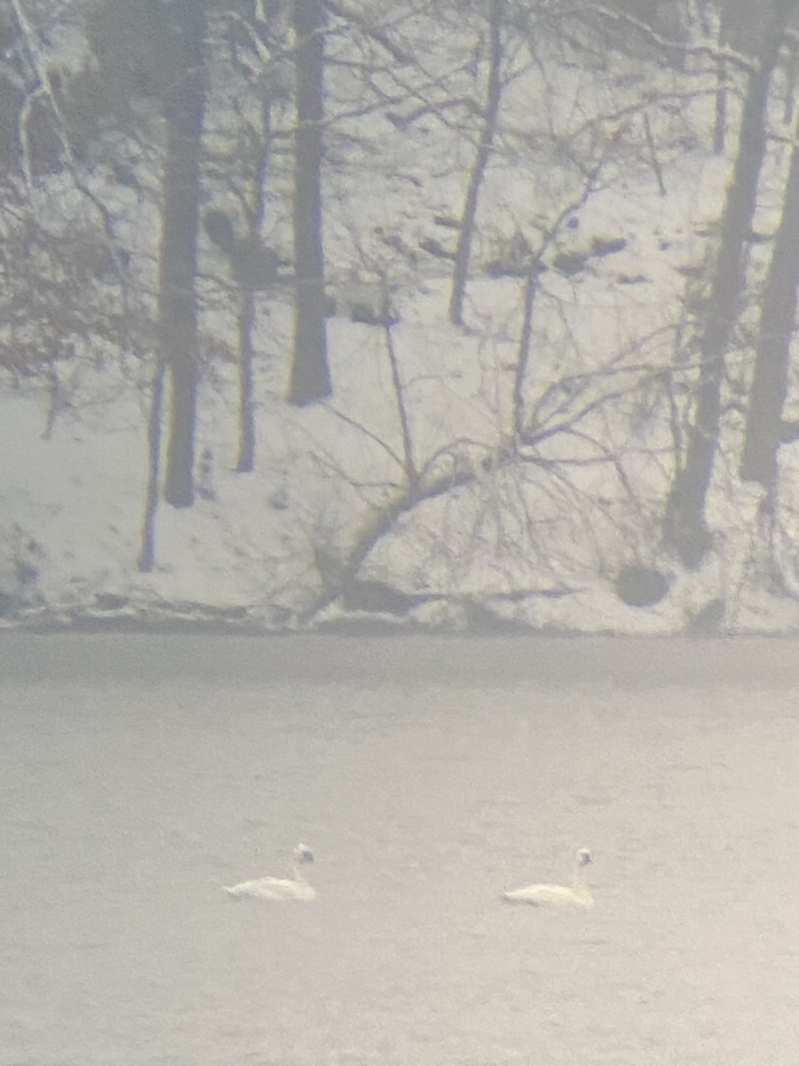 Pennsylvania Bird Atlas Checklist - 16 Jan 2024 - Springton Reservoir (restricted access) - 7 ...