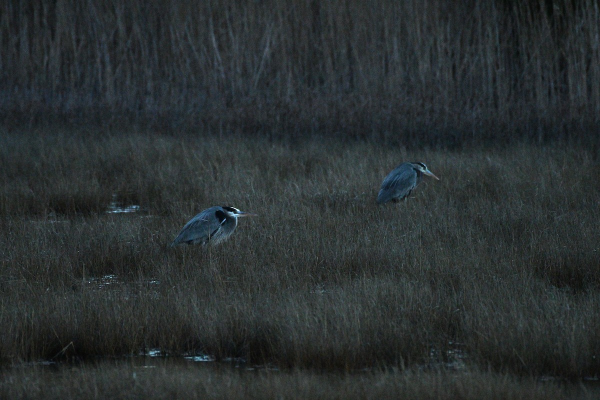 eBird Checklist - 13 Jan 2024 - Edwin B. Forsythe NWR--Cedar Bonnet ...