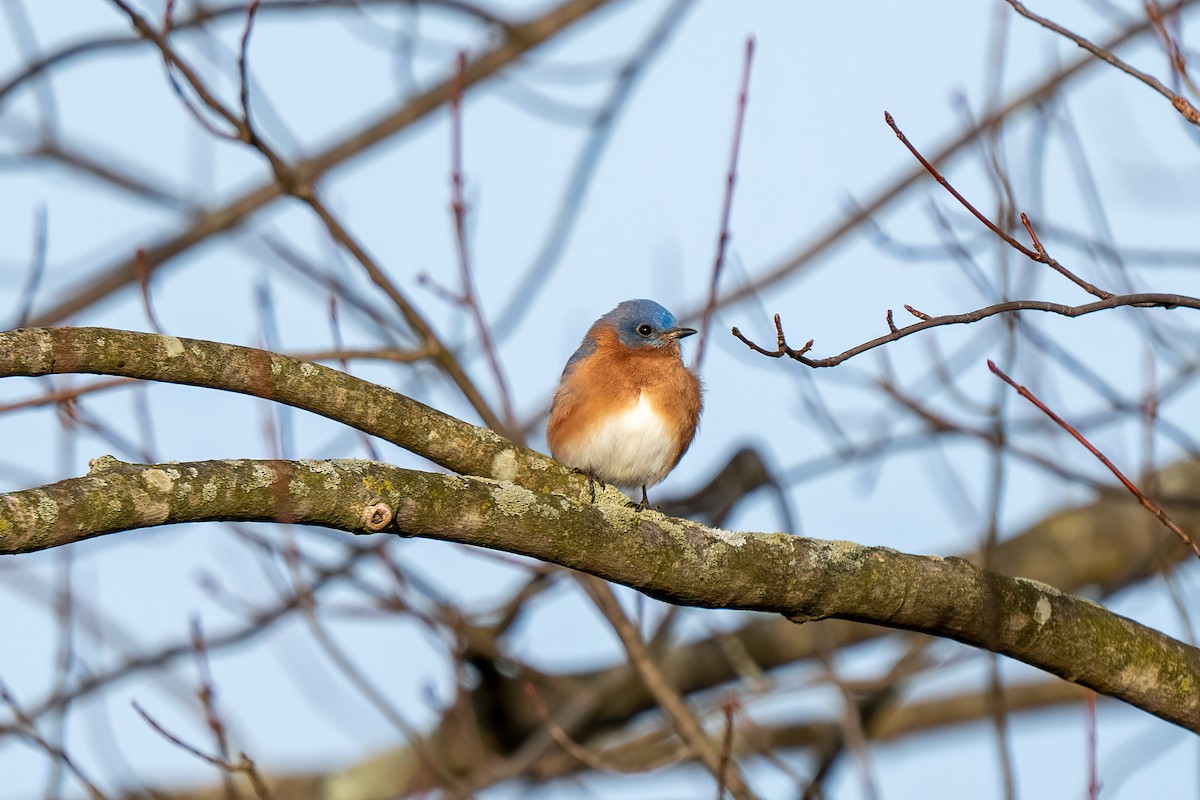 Pennsylvania Bird Atlas Checklist - 12 Jan 2024 - Home - 9 species