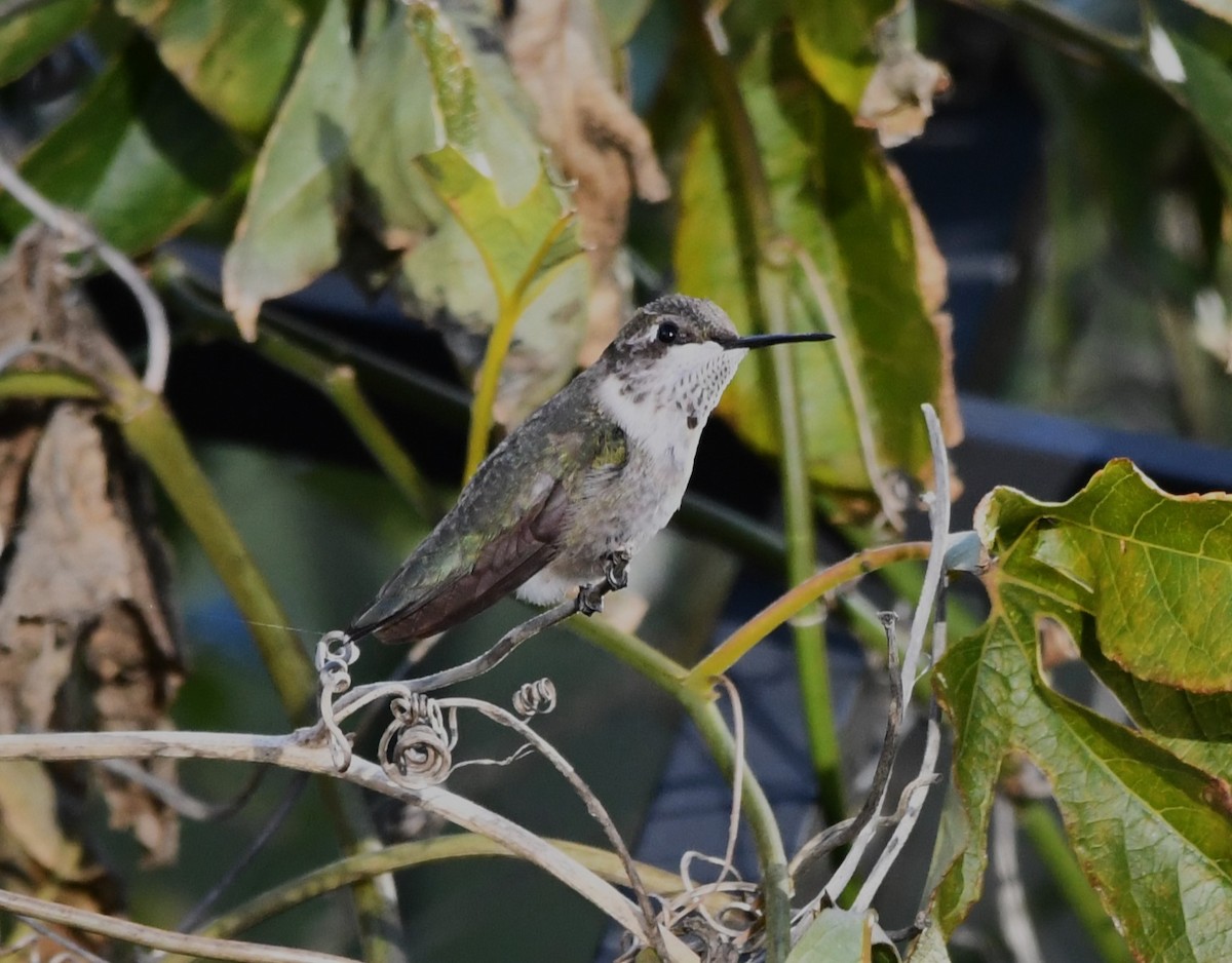eBird Checklist - 14 Jan 2024 - Home, Kitty Hawk Bay Dr., Colington ...