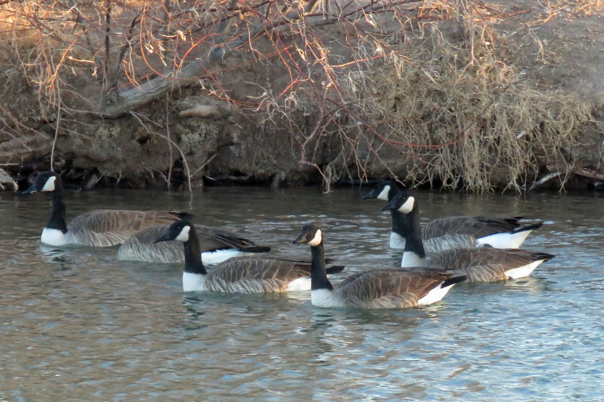 eBird Checklist - 11 Jan 2024 - Ascarate Park/Lake - 40 species (+1 ...