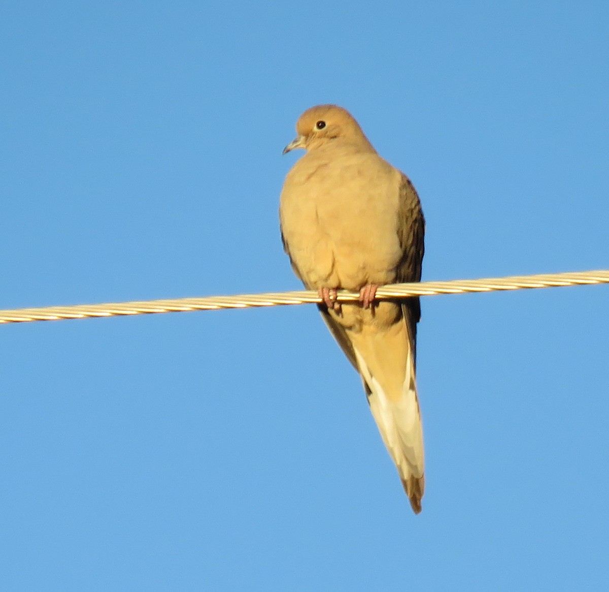 eBird Checklist - 13 Jan 2024 - Sagecrest Park - 13 species