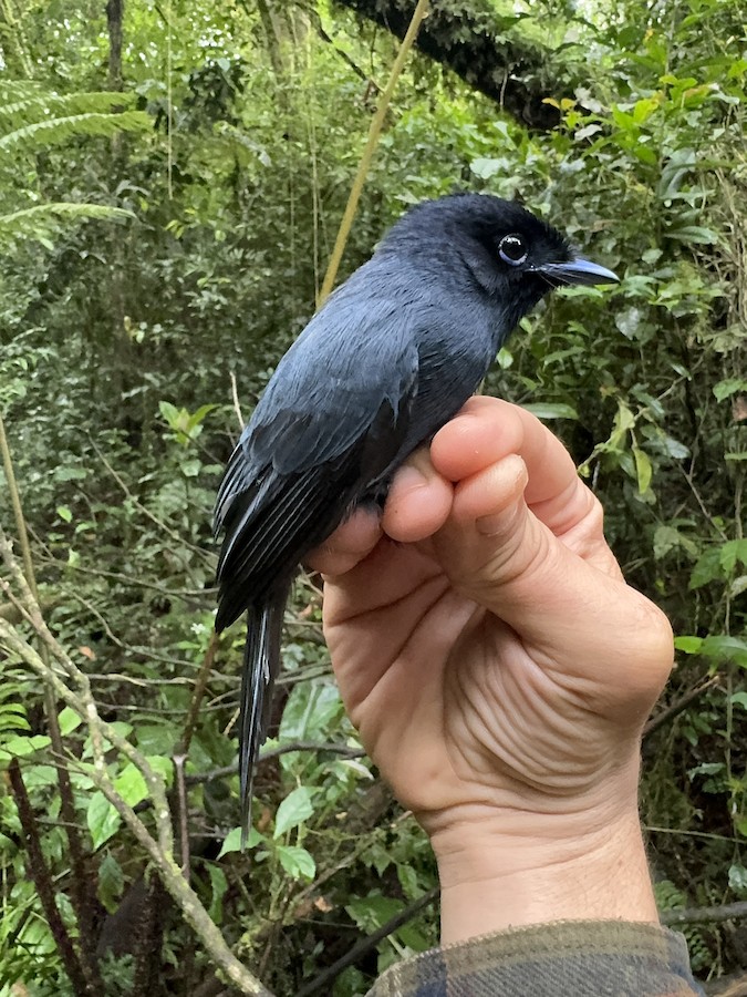 Bedford's Paradise-Flycatcher - eBird