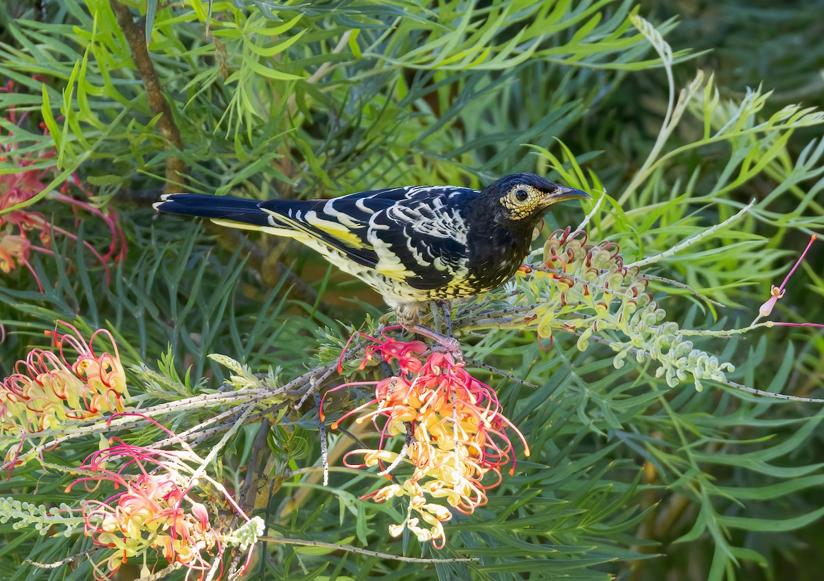eBird Checklist - 18 Jan 2024 - 6 Balaclava Rd, Emu Heights AU-NSW -33. ...