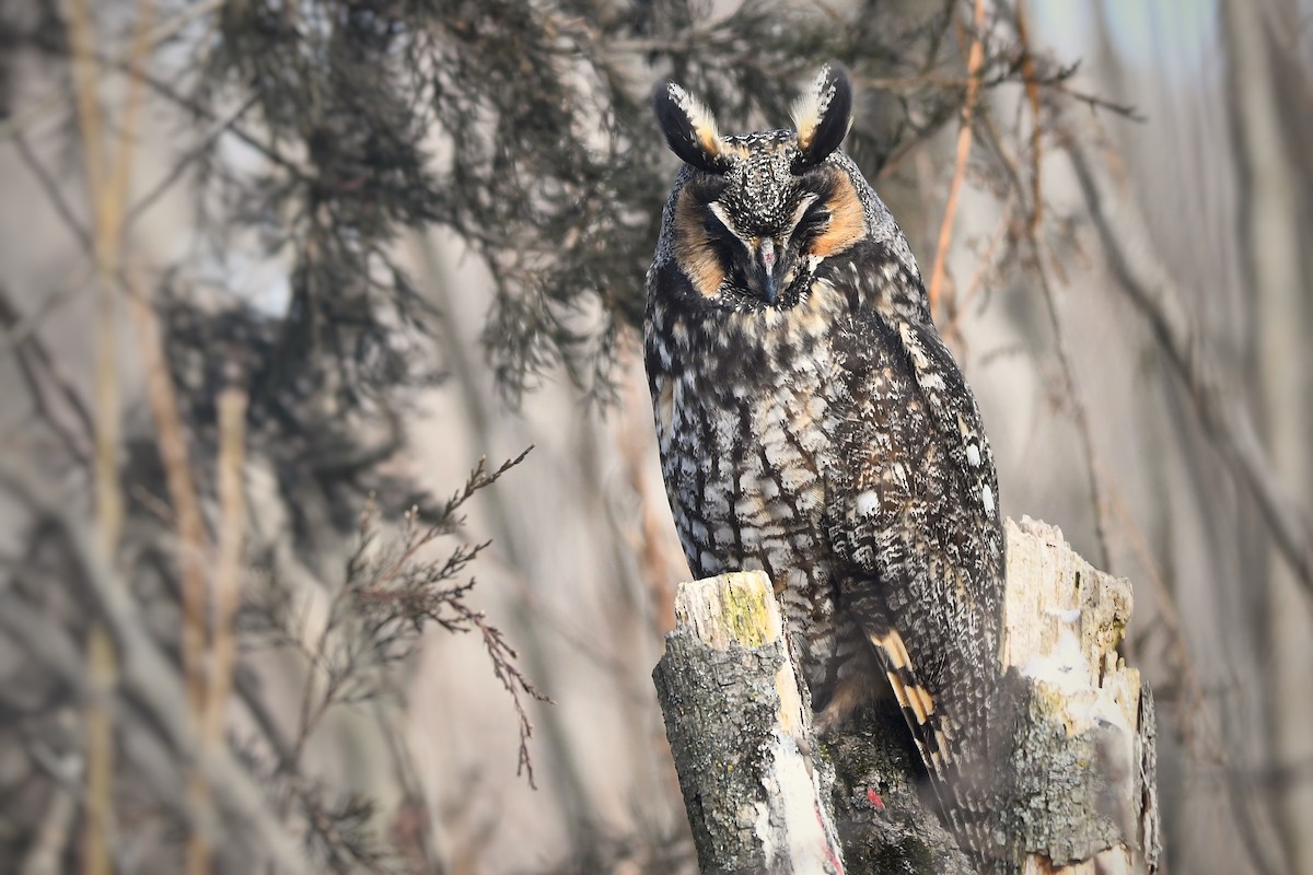 ML613683908 - Long-eared Owl - Macaulay Library
