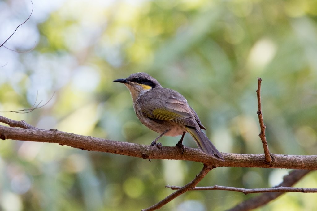 eBird Checklist - 29 Oct 2015 - Perth Zoo - 21 species