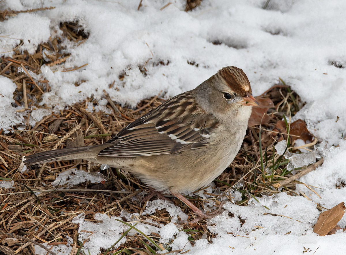 Pennsylvania Bird Atlas Checklist - 18 Jan 2024 - Ash Lane near Amanda ...