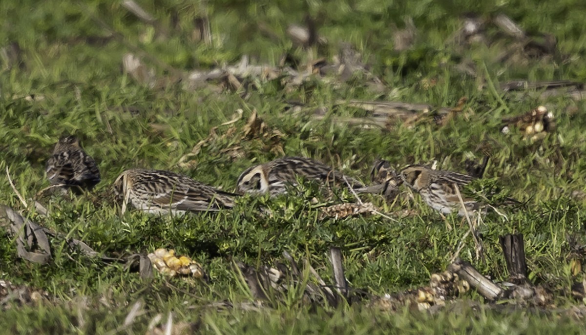 eBird Checklist - 17 Jan 2024 - Burden Gardens and Museum - 20 species ...