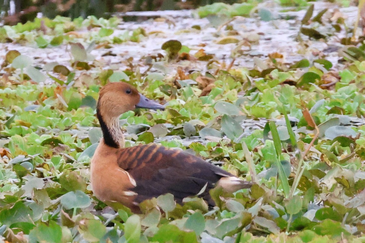 eBird Checklist - 18 Jan 2024 - T.M. Goodwin WMA--Broadmoor Unit - 66 ...
