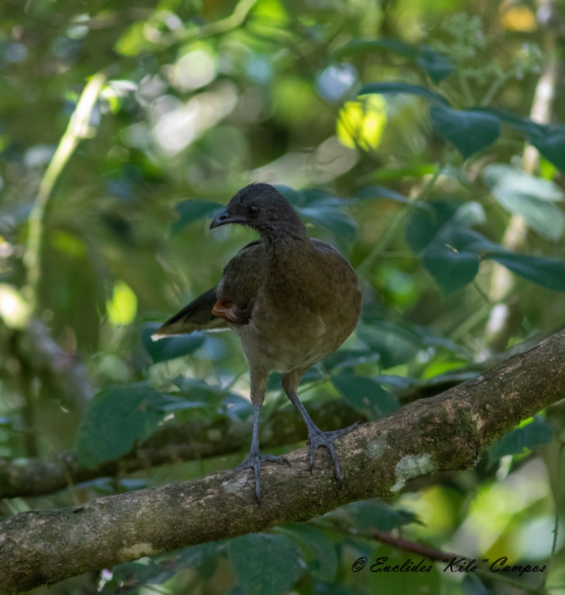 eBird Checklist - 18 Jan 2024 - Birding Paradise, Paraiso - 85 species