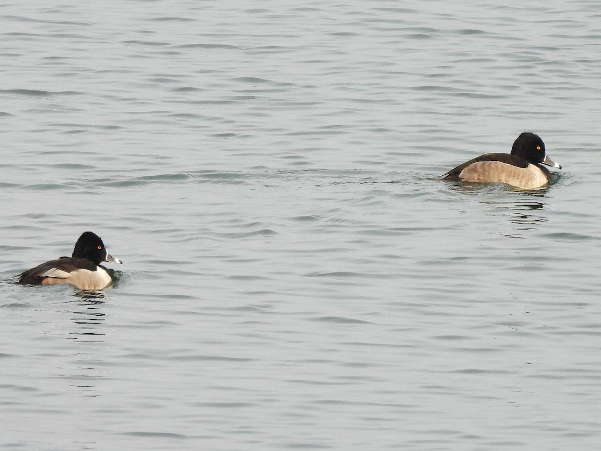 eBird Checklist - 18 Jan 2024 - Oakville--South Shell Park and Suncor ...