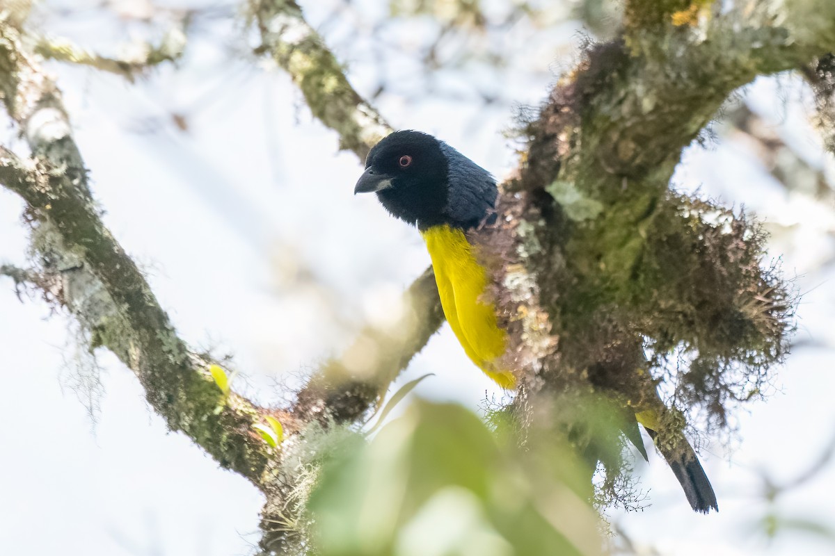 ML613713971 - Hooded Mountain Tanager - Macaulay Library