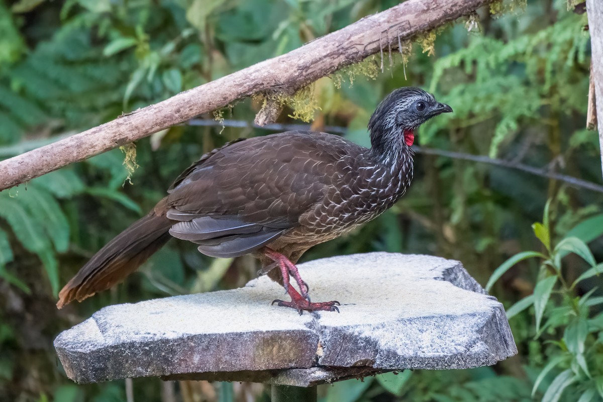 ML613714243 - Bearded Guan - Macaulay Library