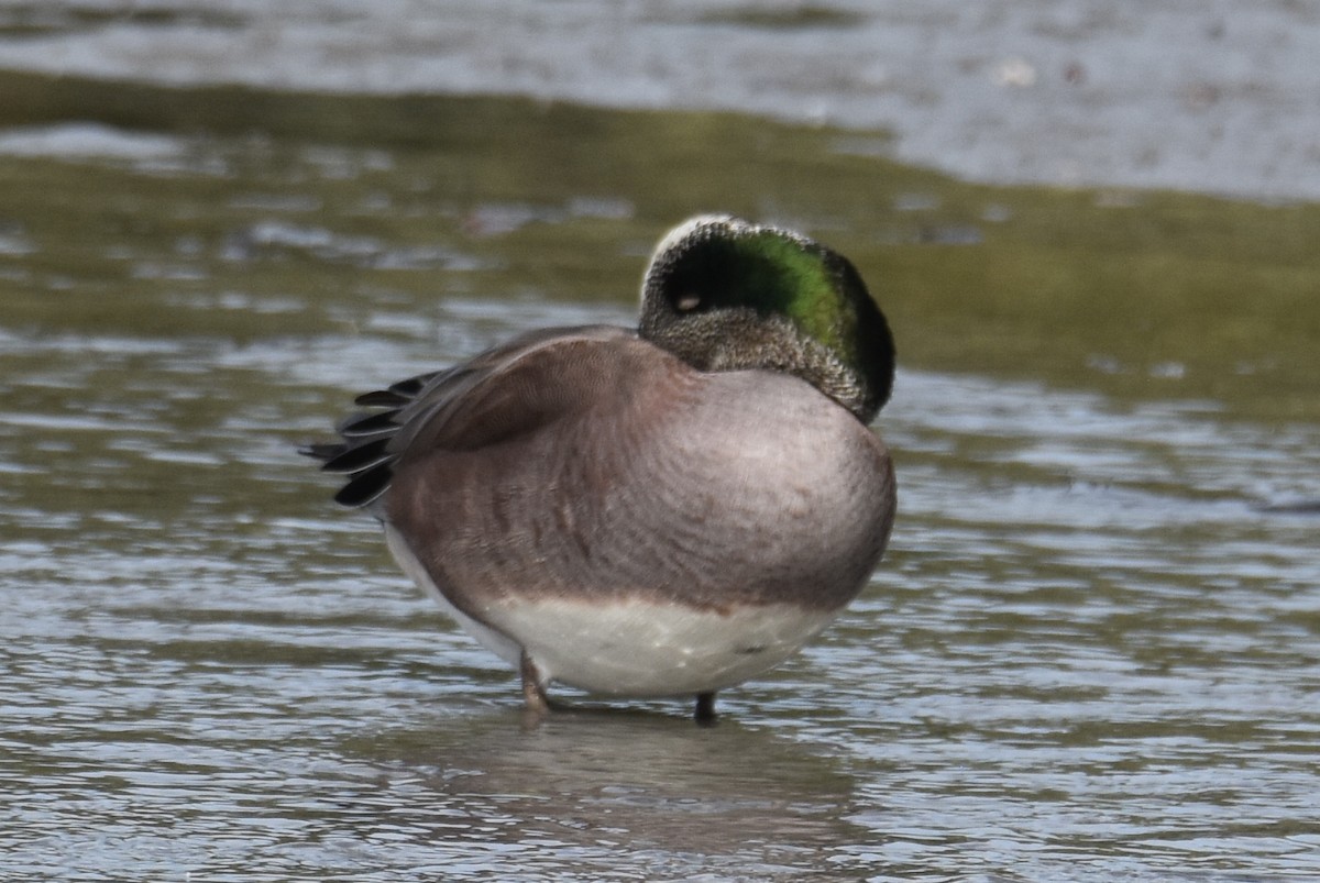 eBird Checklist - 10 Jan 2024 - South Padre Is.--Birding and Nature ...