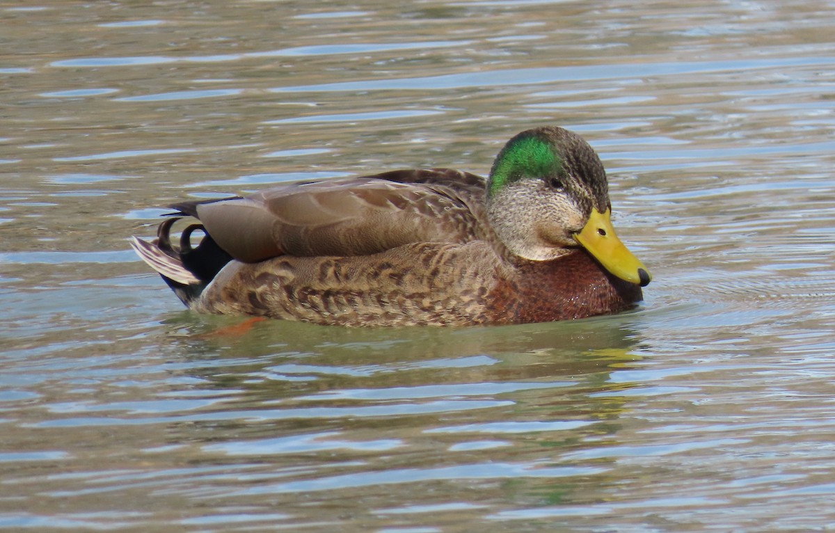 eBird Checklist - 19 Jan 2024 - Rio Grande Valley SP--Tingley Beach ...