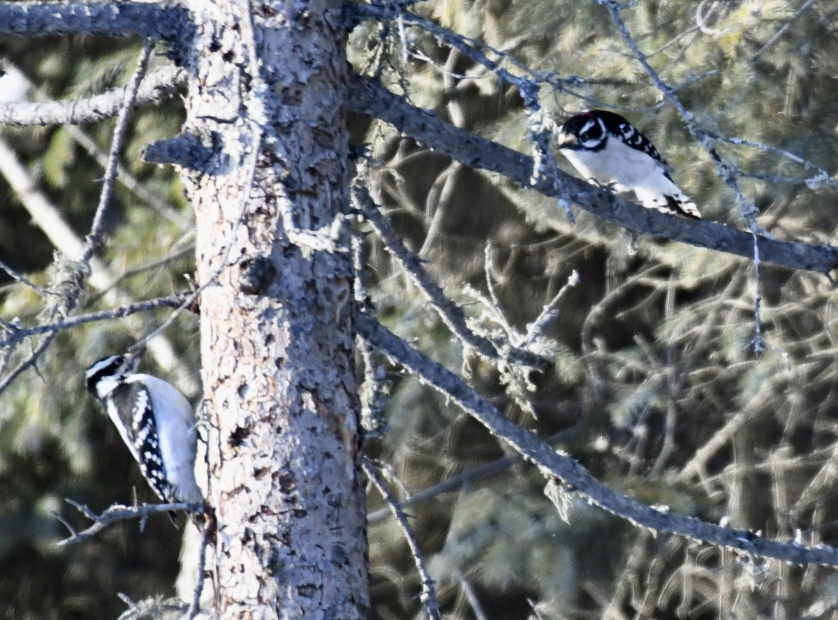 eBird Checklist - 19 Jan 2024 - Sax-Zim Bog--Arkola Rd feeders - 7 species