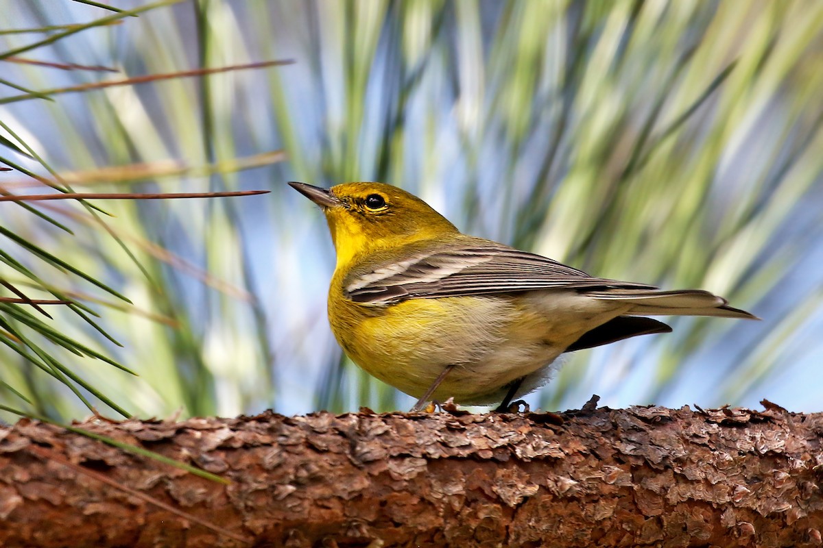 ML613824857 - Pine Warbler - Macaulay Library