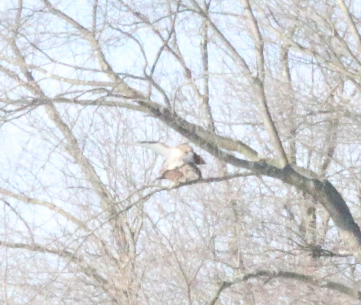 Pennsylvania Bird Atlas Checklist - 21 Jan 2024 - 20–134 Center Rd, Danville US-PA 40.96585, -76 ...