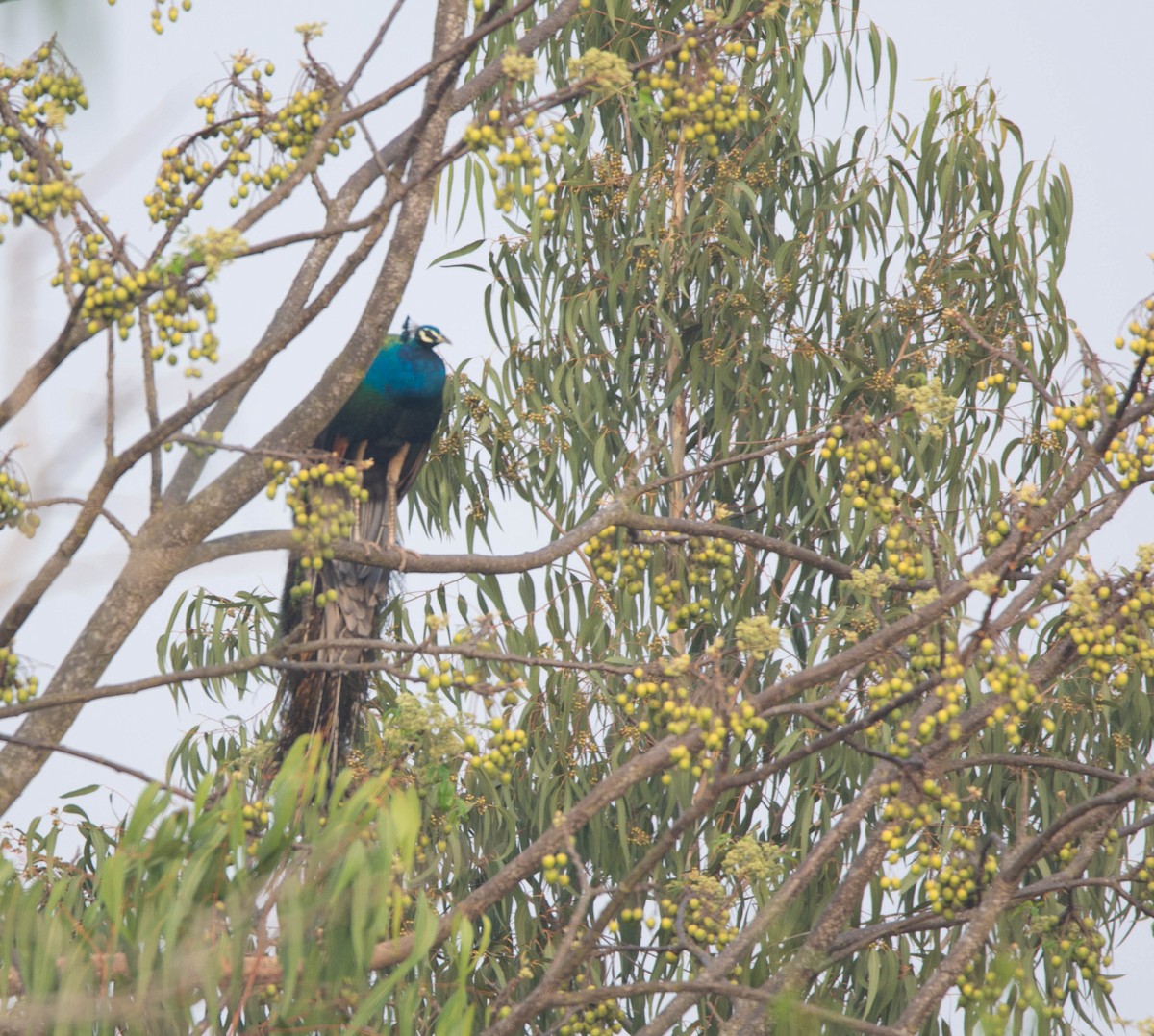 eBird Checklist - 21 Jan 2024 - Jarakebande Kavalu Butterfly Park ...