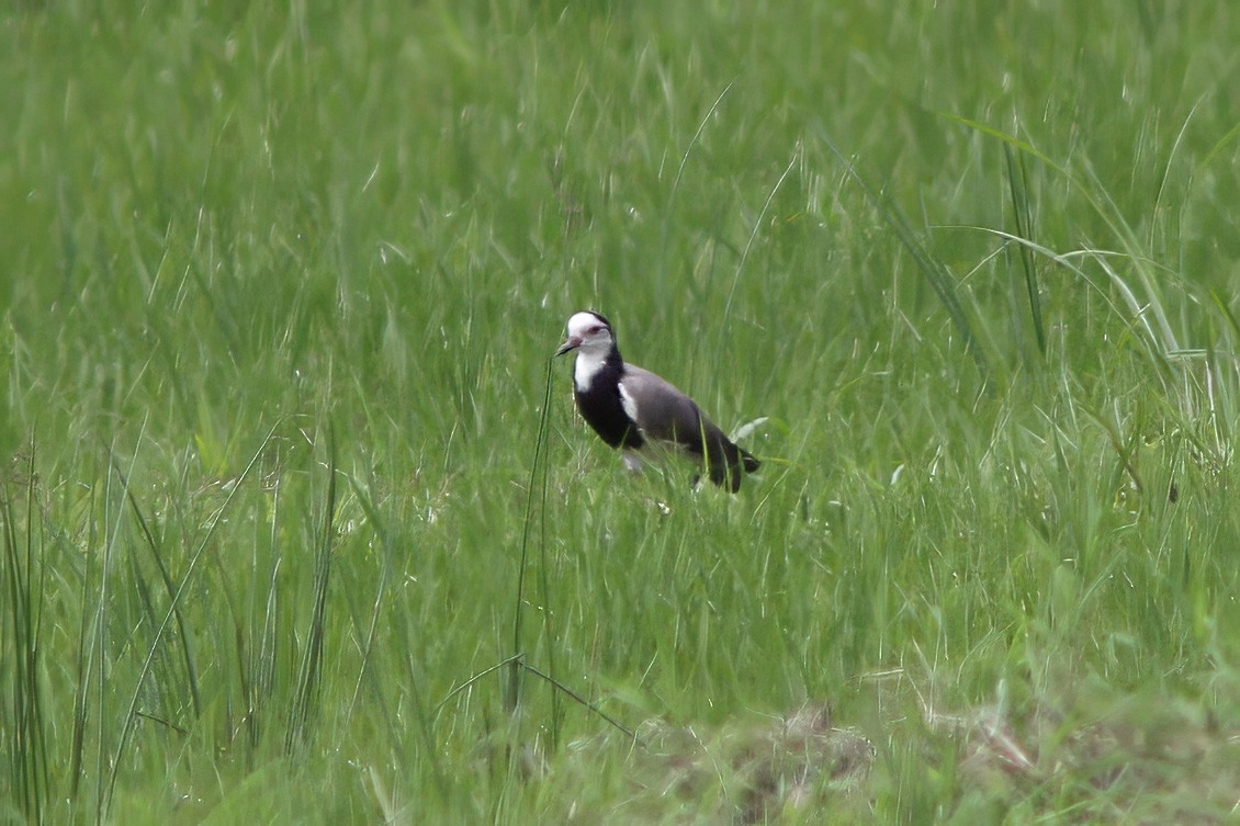 eBird Checklist - 14 Nov 2011 - Ahero Rice Fields - 16 species