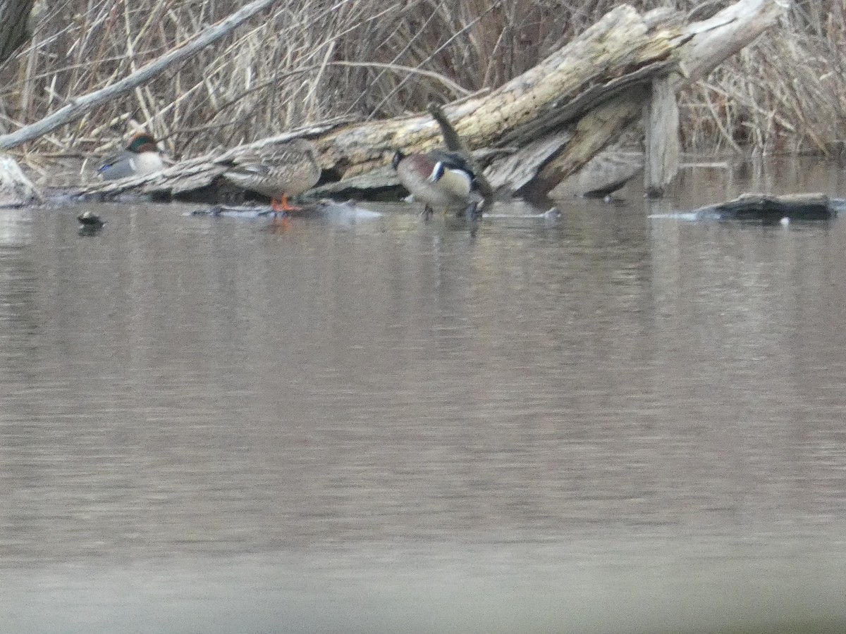 Pennsylvania Bird Atlas Checklist - 15 Jan 2024 - John Heinz NWR--wetlands (Delaware Co.) - 31 ...