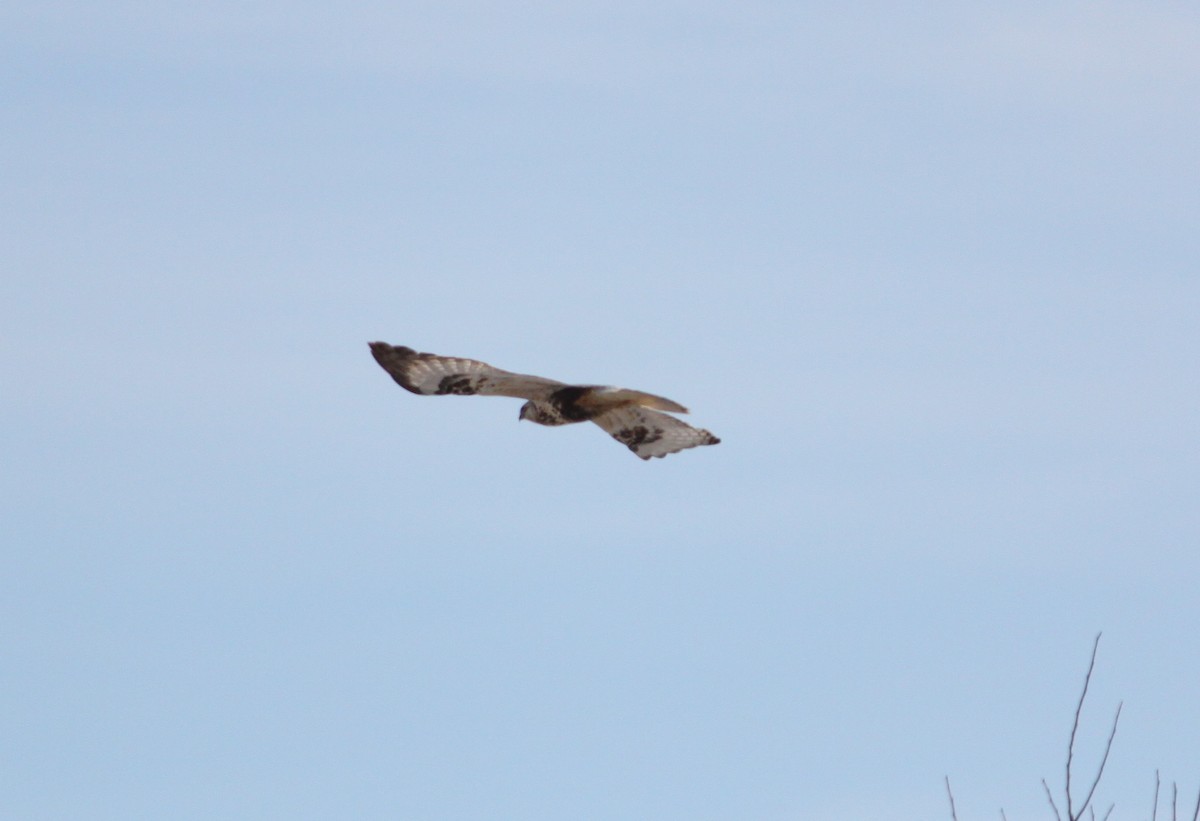 Pennsylvania Bird Atlas Checklist - 22 Jan 2024 - Delaware River--Hog Island Rd. (Delaware Co ...