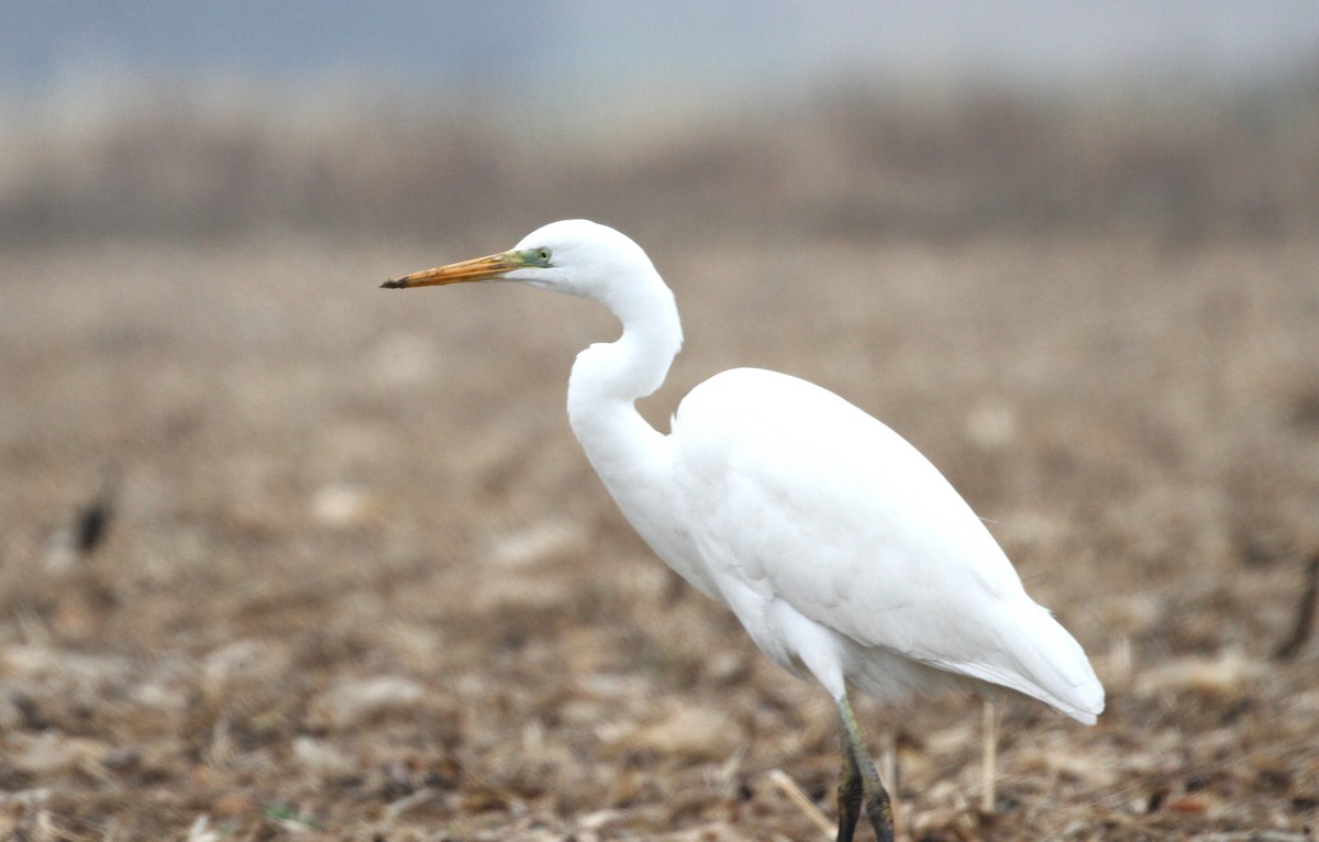 ML613865337 - Great Egret (alba) - Macaulay Library