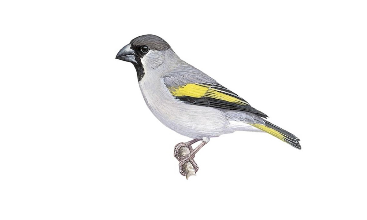 Somali Grosbeak - Rhynchostruthus louisae - Birds of the World