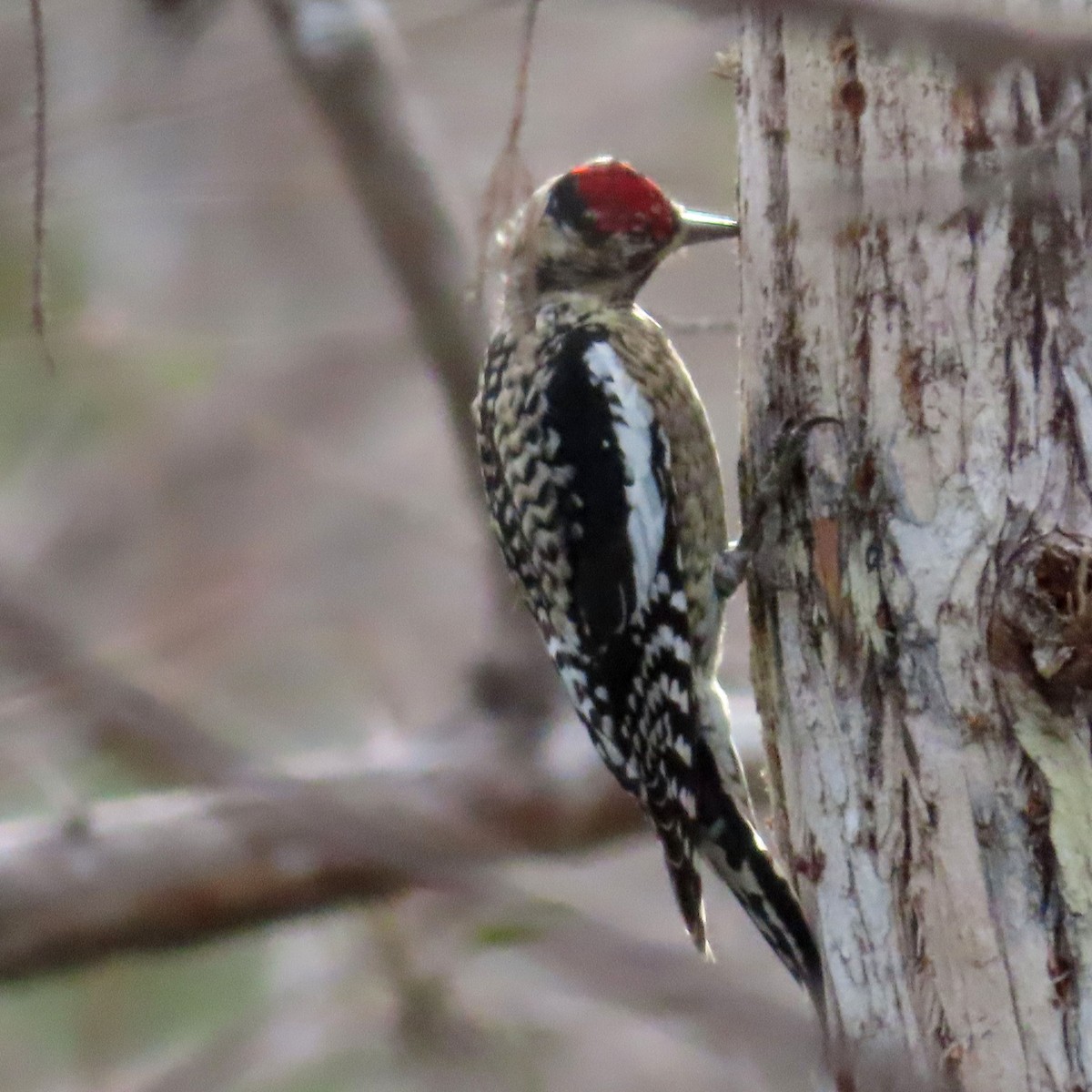 eBird Checklist - 22 Jan 2024 - Big Cypress National Preserve--Kirby ...