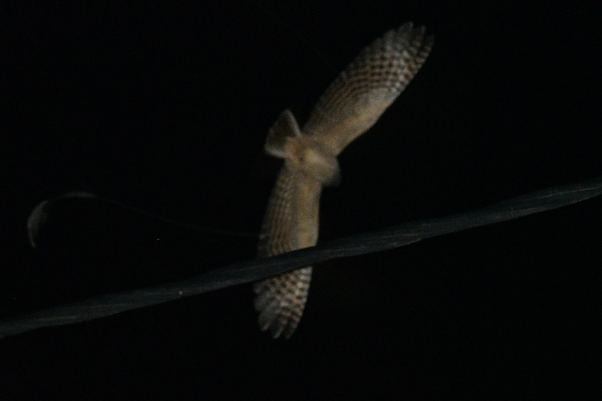 ML613880704 - Standard-winged Nightjar - Macaulay Library