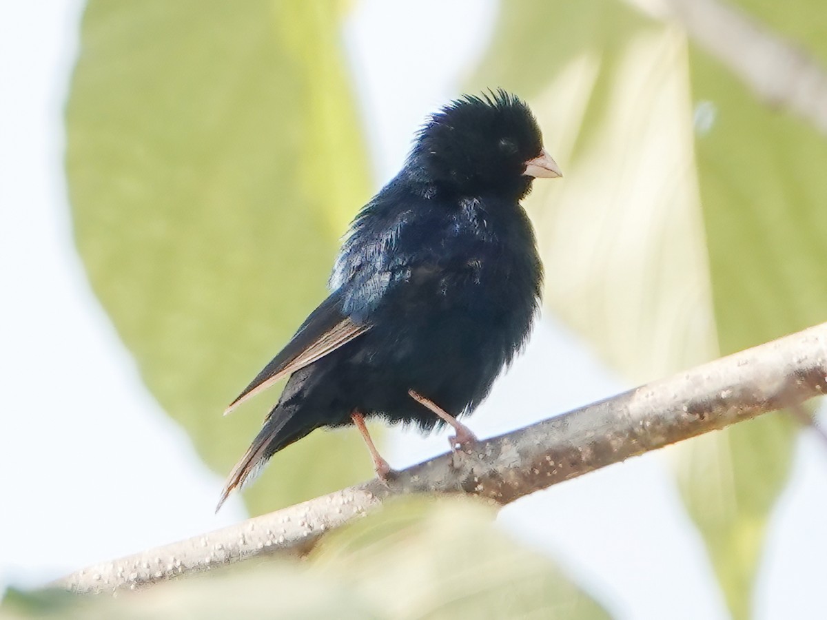 Jambandu Indigobird - Vidua raricola - Birds of the World