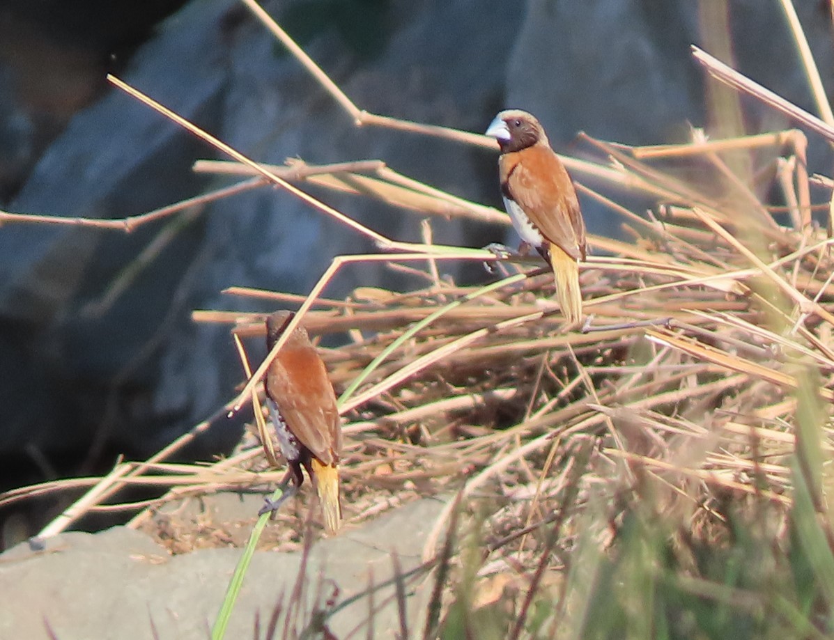 ML613890660 - Chestnut-breasted Munia - Macaulay Library