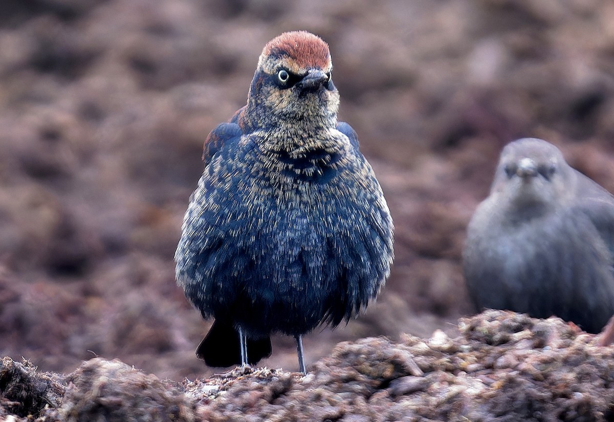 eBird Checklist - 15 Jan 2024 - Arcata Bottoms--Jackson Ranch Rd. - 48 ...