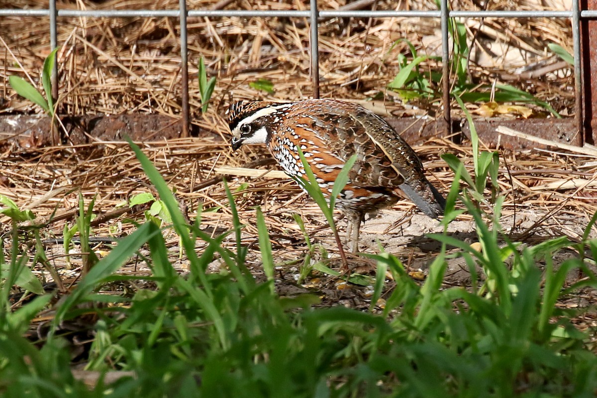 ML613923492 - Northern Bobwhite - Macaulay Library