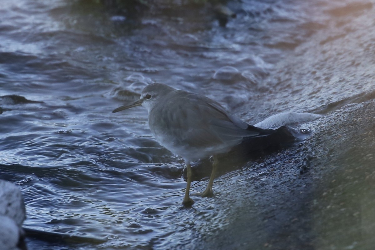 eBird Checklist - 24 Jan 2024 - Fern Bay oyster-racks - 5 species
