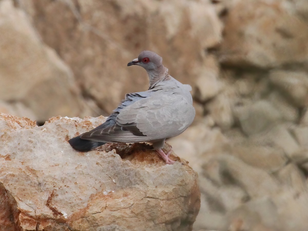 Somali Pigeon - Columba oliviae - Birds of the World