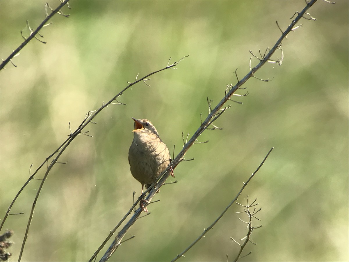 ML613941987 - Eurasian Wren - Macaulay Library
