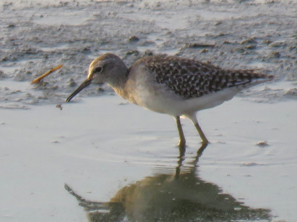 eBird Checklist - 6 Oct 2017 - Ajman Water Treatment Plant - 29 species