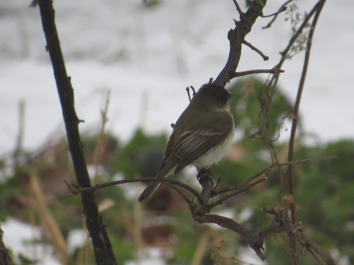 Pennsylvania Bird Atlas Checklist - 24 Jan 2024 - John Heinz NWR--wetlands (Delaware Co.) - 35 ...